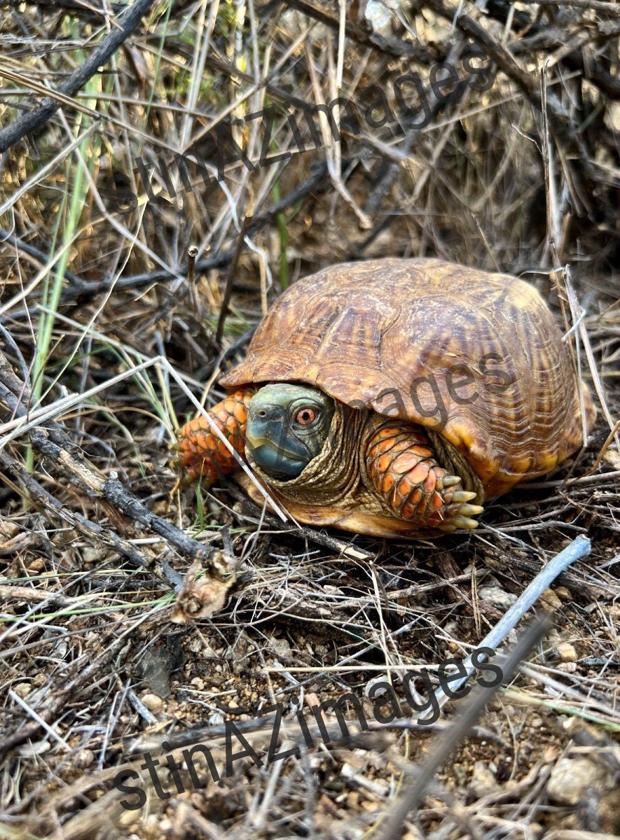 Box Turtle - Etsy