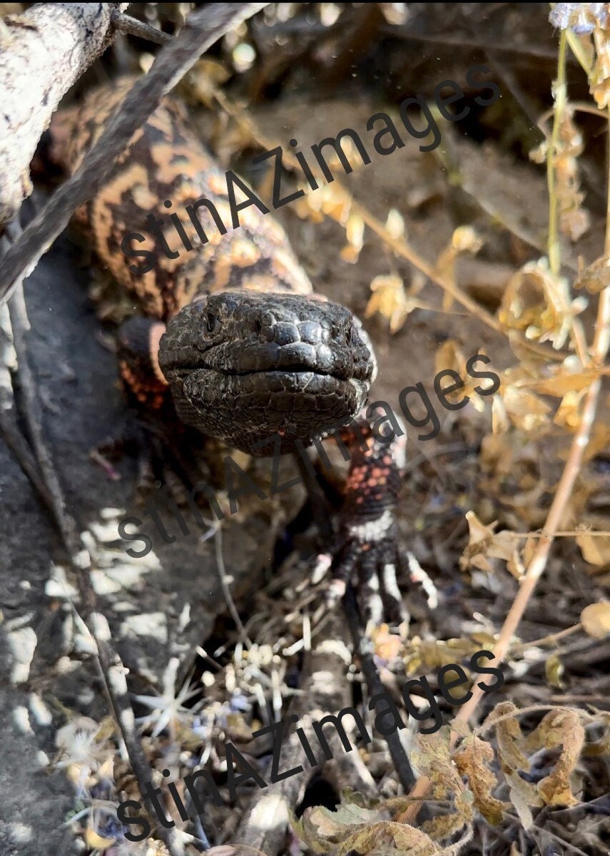 Smiling Gila Monster - Etsy