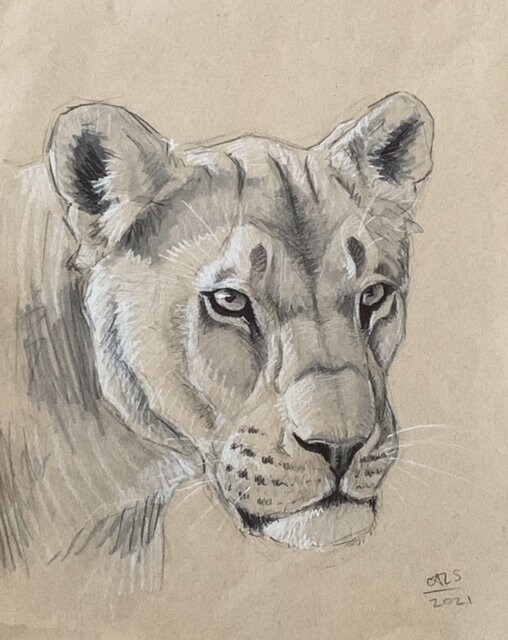 Lioness Original Drawing - Etsy