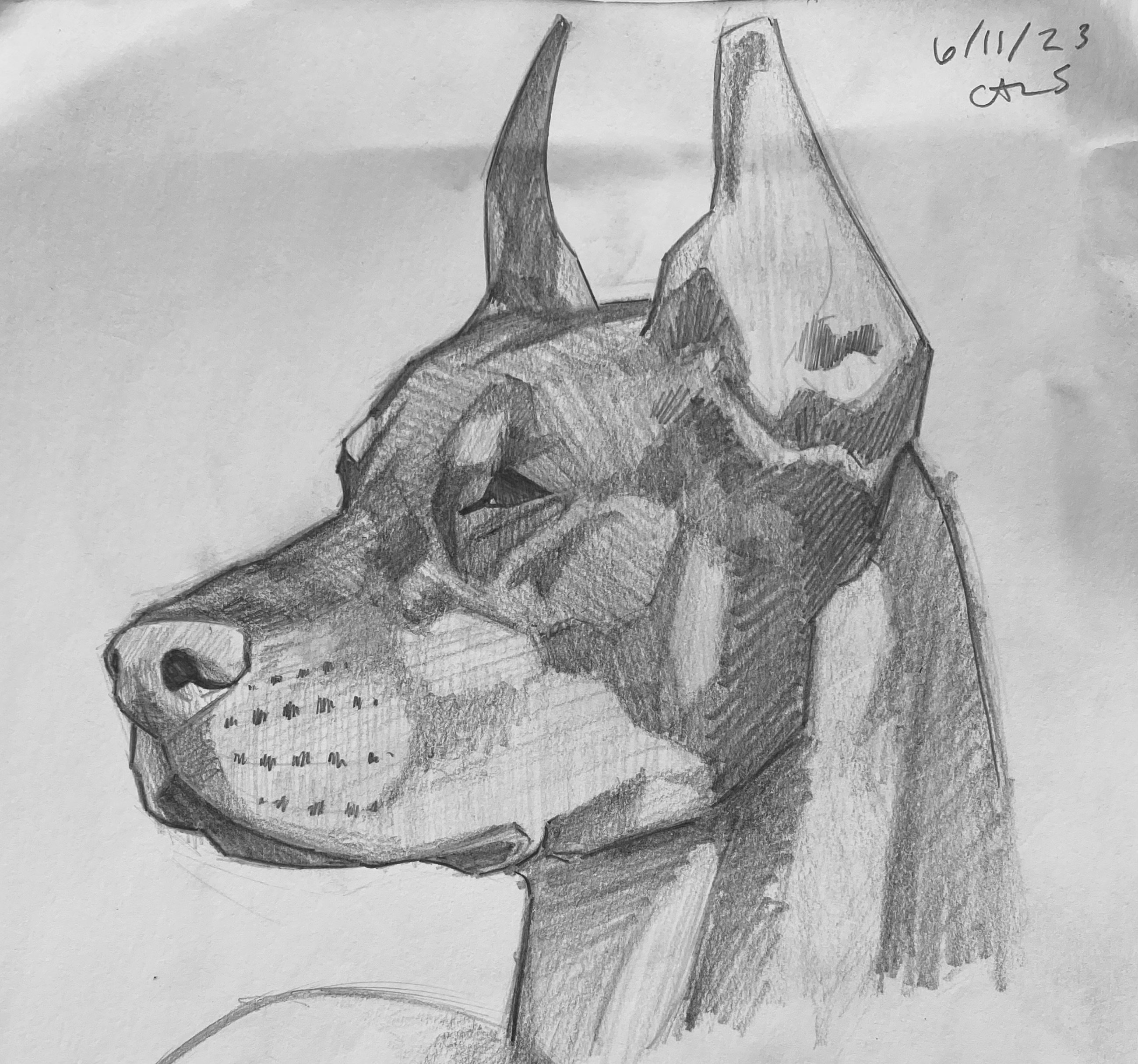 Doberman Dog Original Drawing - Etsy