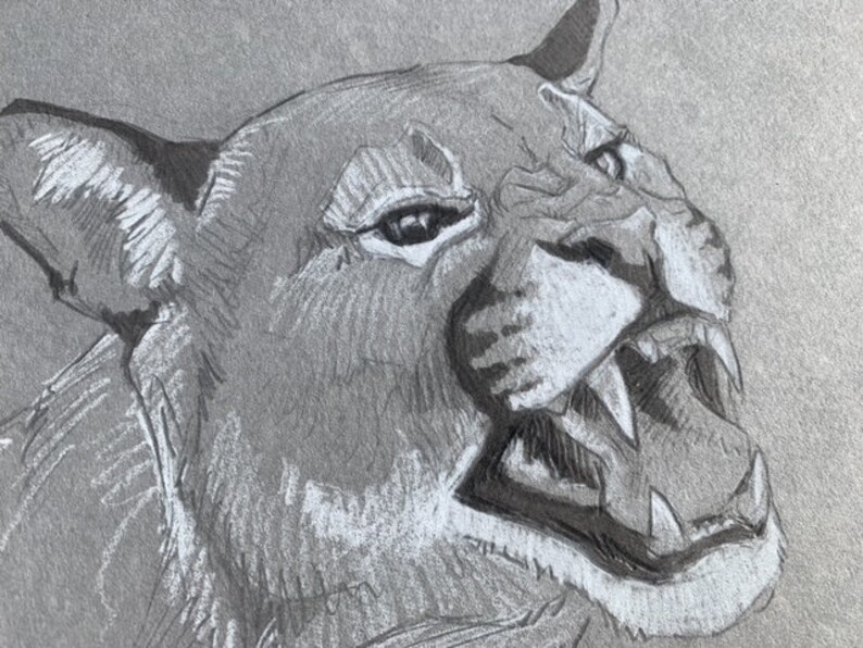 Mountain Lion Original Drawing - Etsy