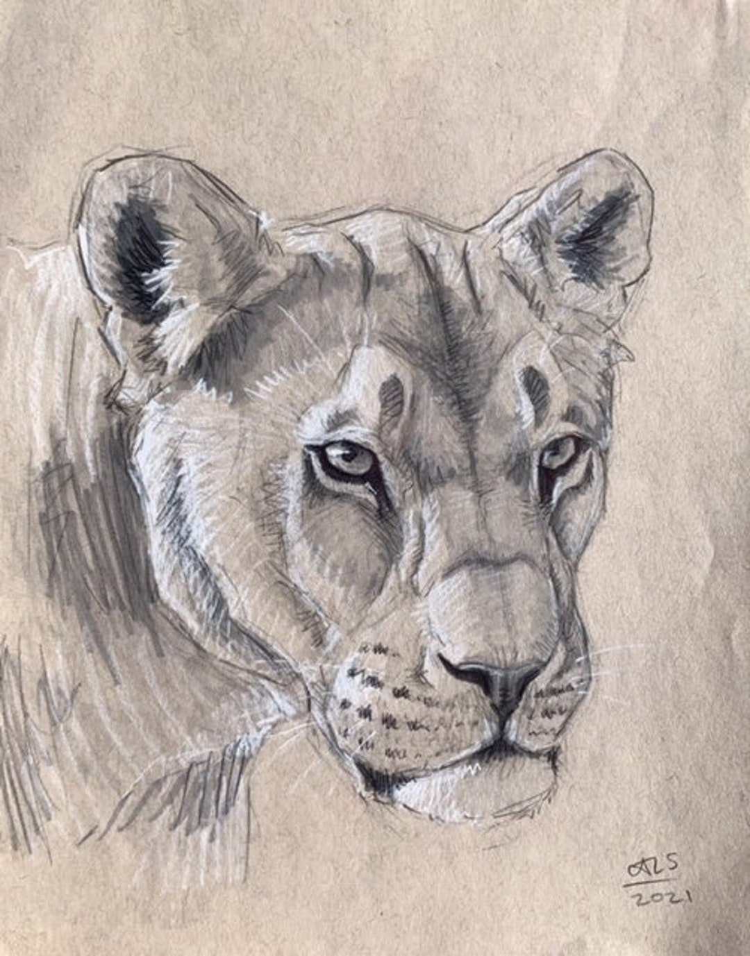 Lioness Original Drawing - Etsy