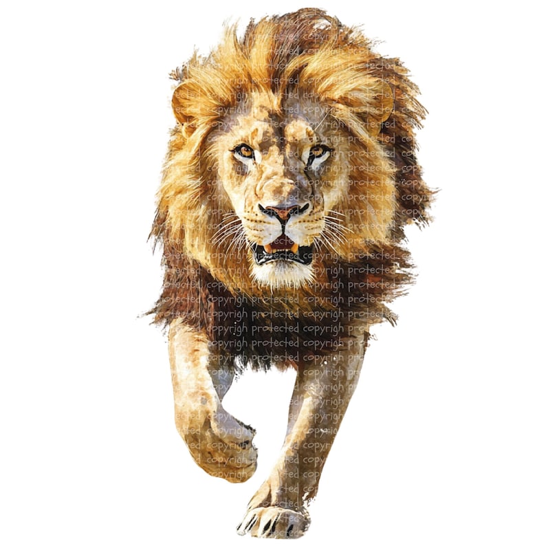 28 Lion Watercolor Clipart Set - Lion Illustrations Pngs, Safari Wild ...