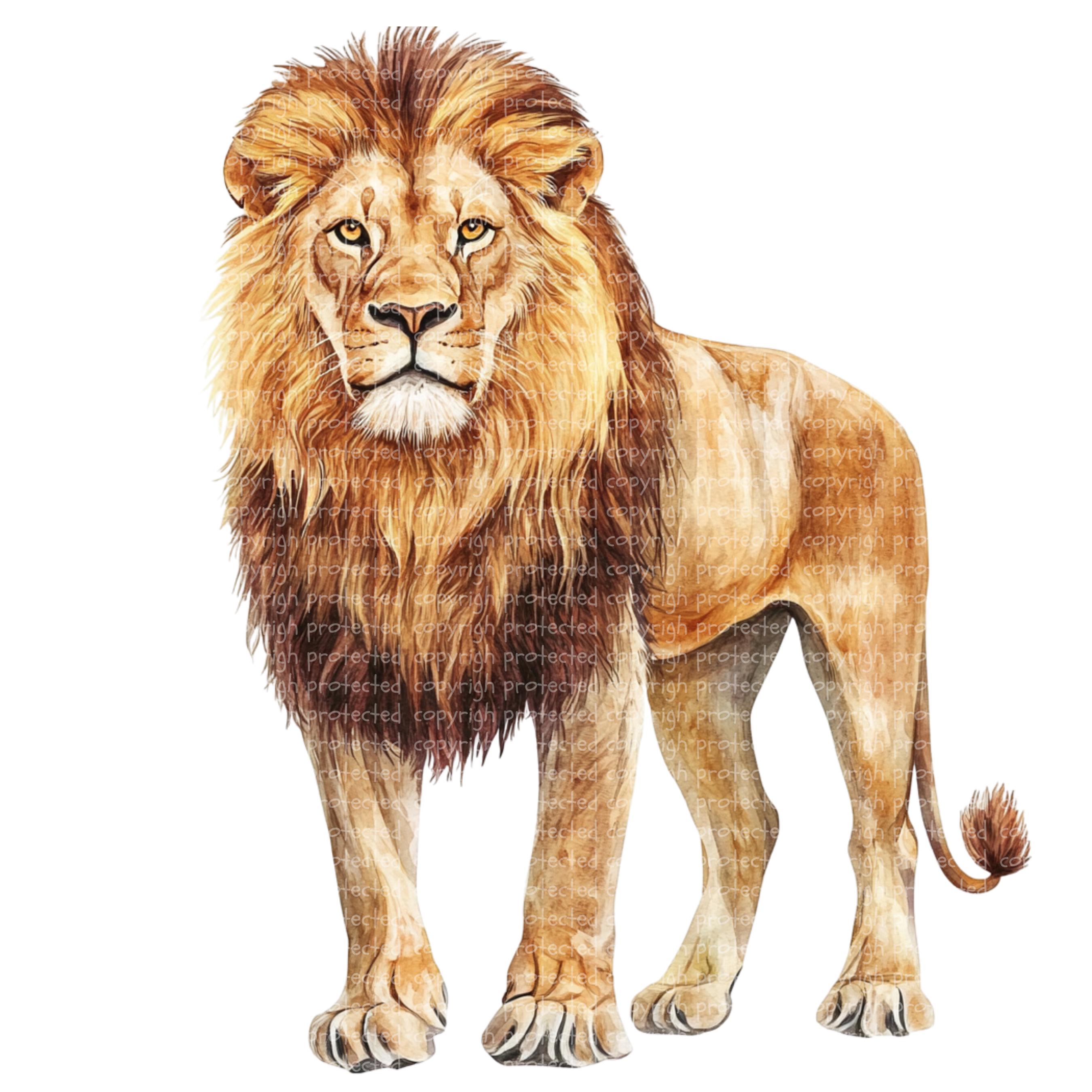 28 Lion Watercolor Clipart Set - Lion Illustrations Pngs, Safari Wild ...