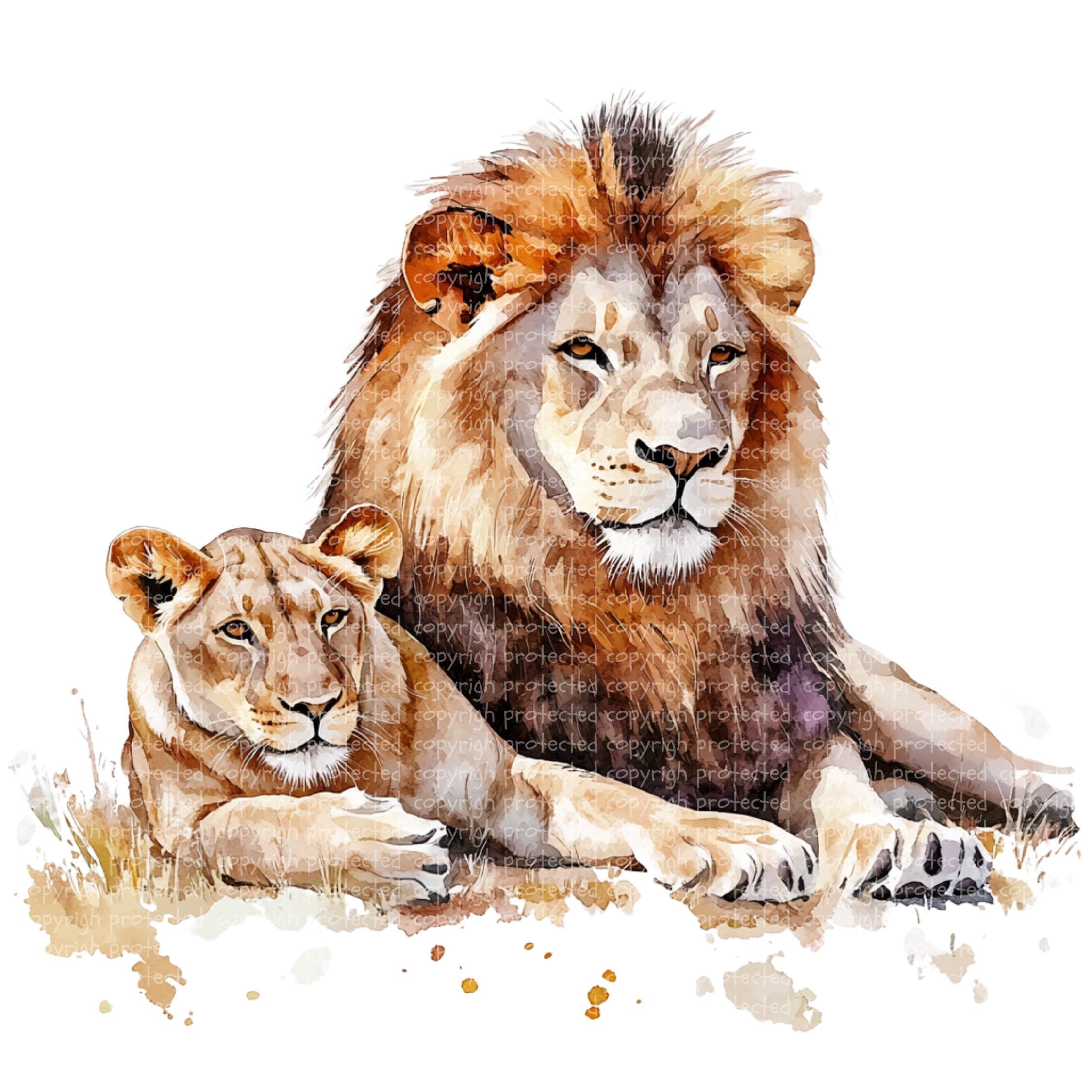 28 Lion Watercolor Clipart Set - Lion Illustrations Pngs, Safari Wild ...