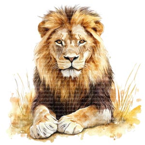 28 Lion Watercolor Clipart Set - Lion Illustrations Pngs, Safari Wild ...