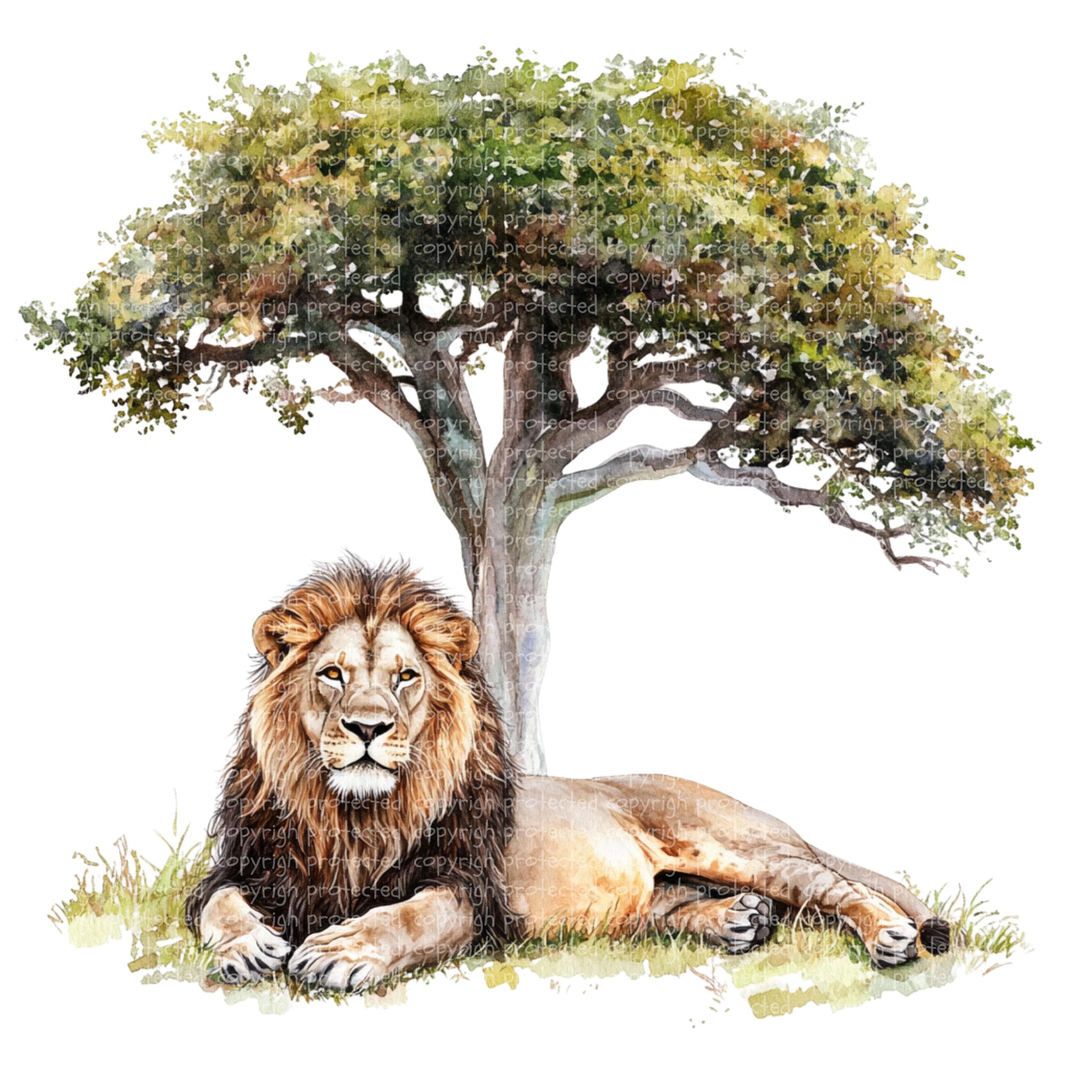 28 Lion Watercolor Clipart Set - Lion Illustrations Pngs, Safari Wild ...