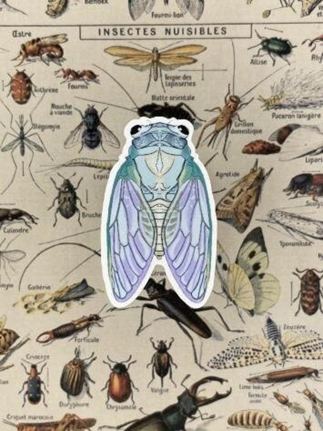 Cicada Sticker | Superb Dog Day | Neotibicen Superbus | Dorsal View ...
