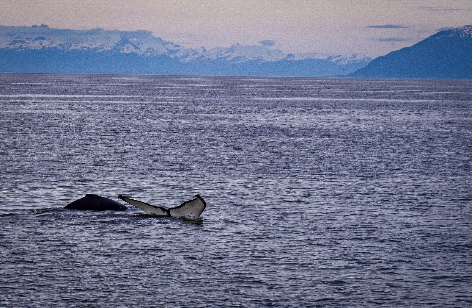 Whales at Play - Etsy