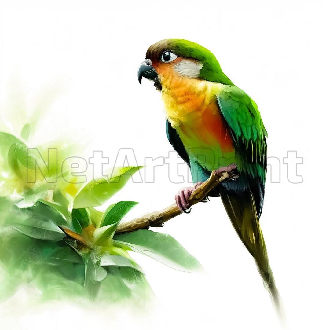 Sun Conure Clipart 30 JPG, Tropical Parrot Portrait in Watercolor Art ...