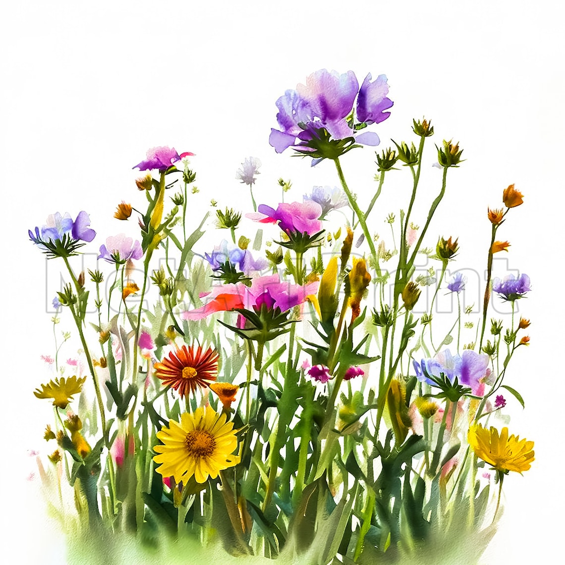 Wildflower Meadow Clipart 20 High Quality Watercolor JPG Set Card ...