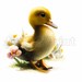 Baby Duck Clipart 30 JPG Set Cute Animal Domestic Ugly Duckling Picture ...