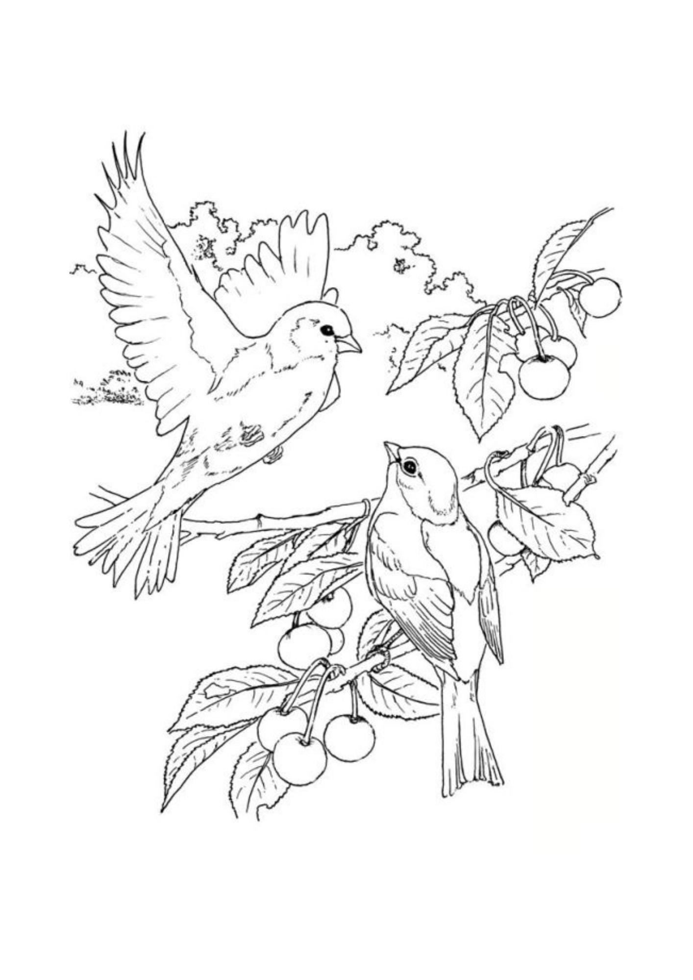 Pre School Bird Coloring Page for Preschool Kids - Fun & Engaging ...