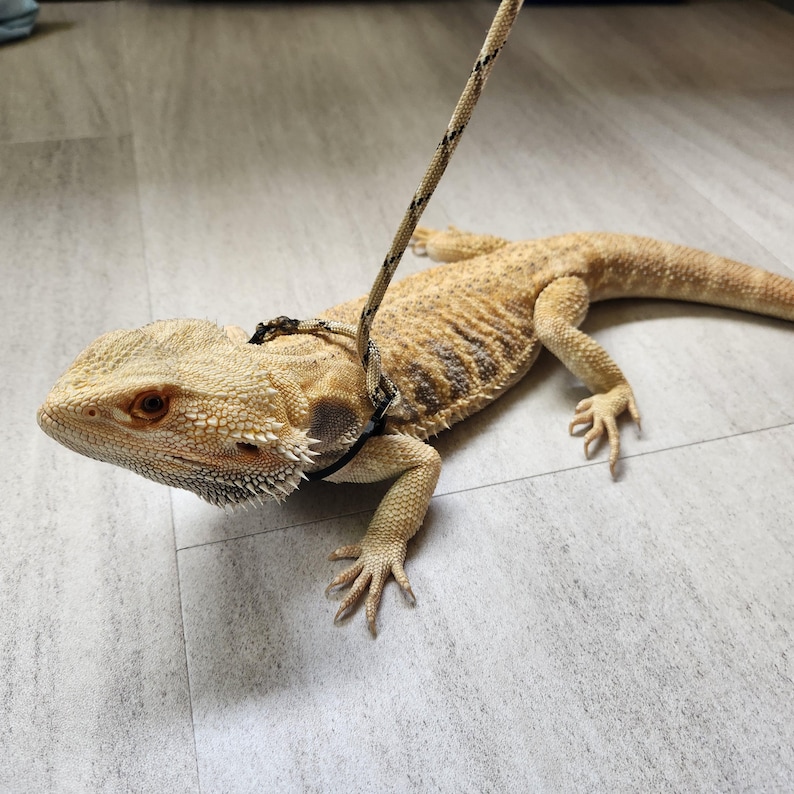 Lightweight and Durable Bearded Dragon Harness + Leash - Etsy