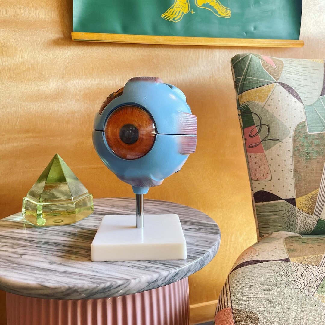 Vintage Anatomical Science Model of Human Eye Optometry - Etsy