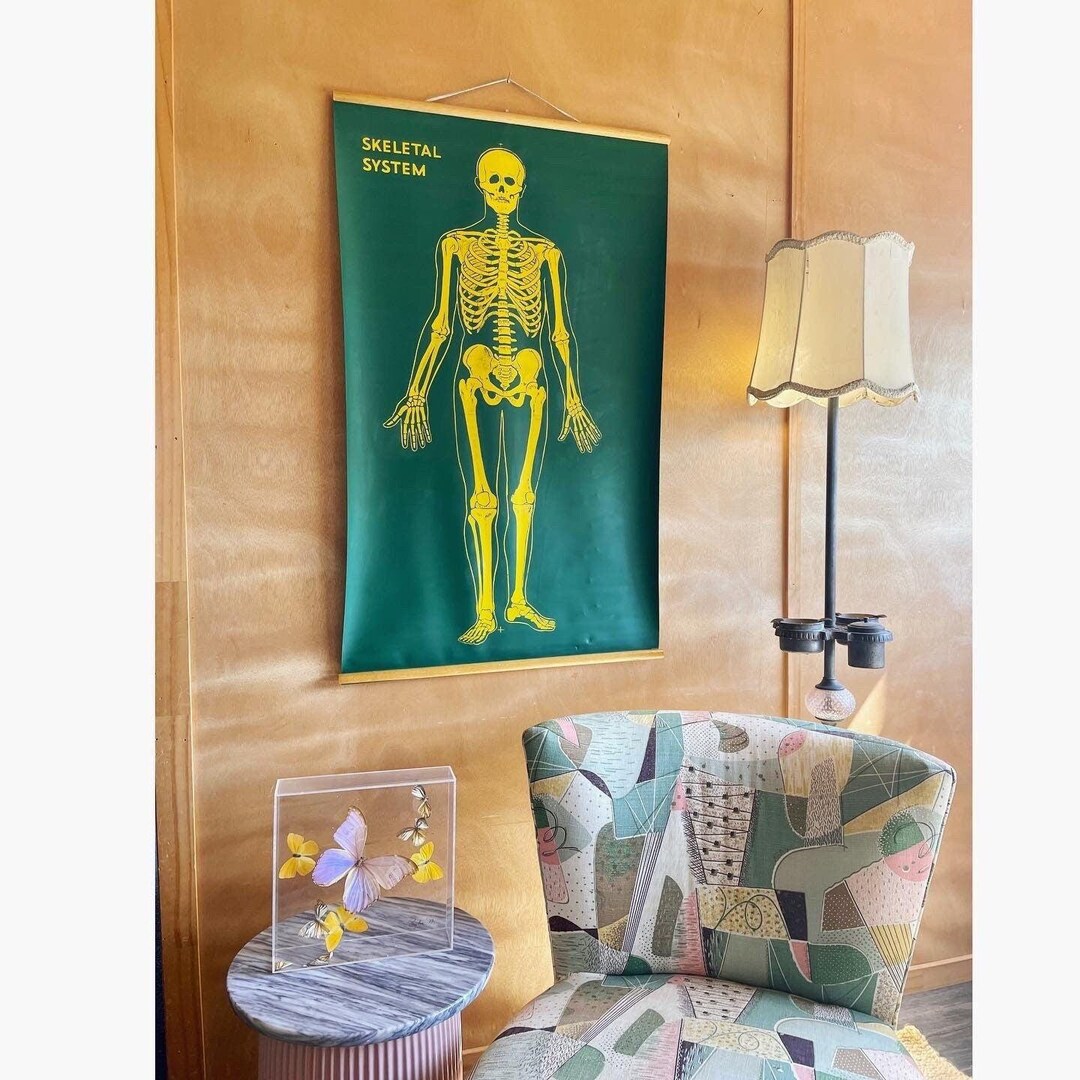 Vintage Chalkboard Anatomical Skeleton Chart - Two Sided Pull Down ...