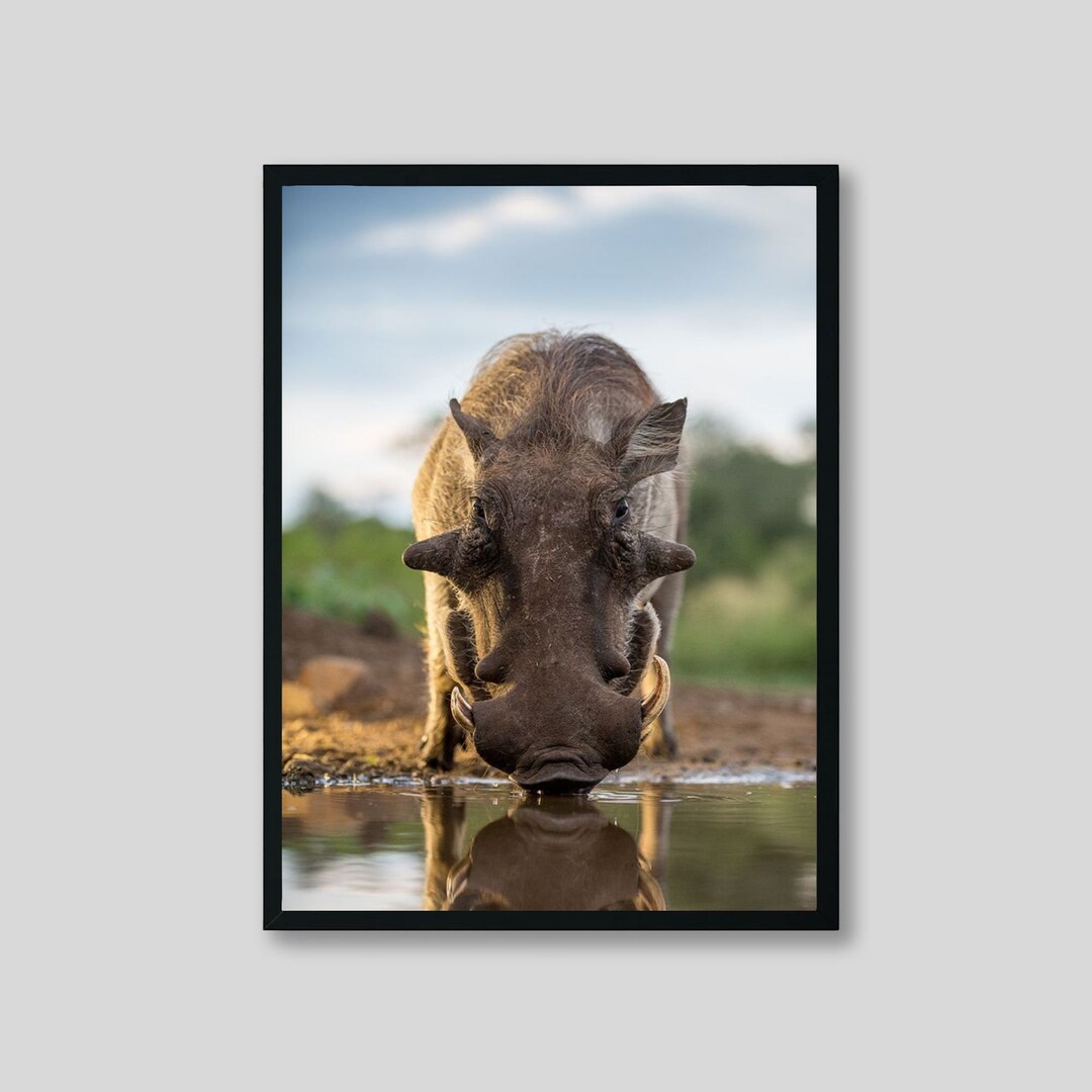 Warthog Drinking on a River Bank Wildlife Photography, Wild Animal ...