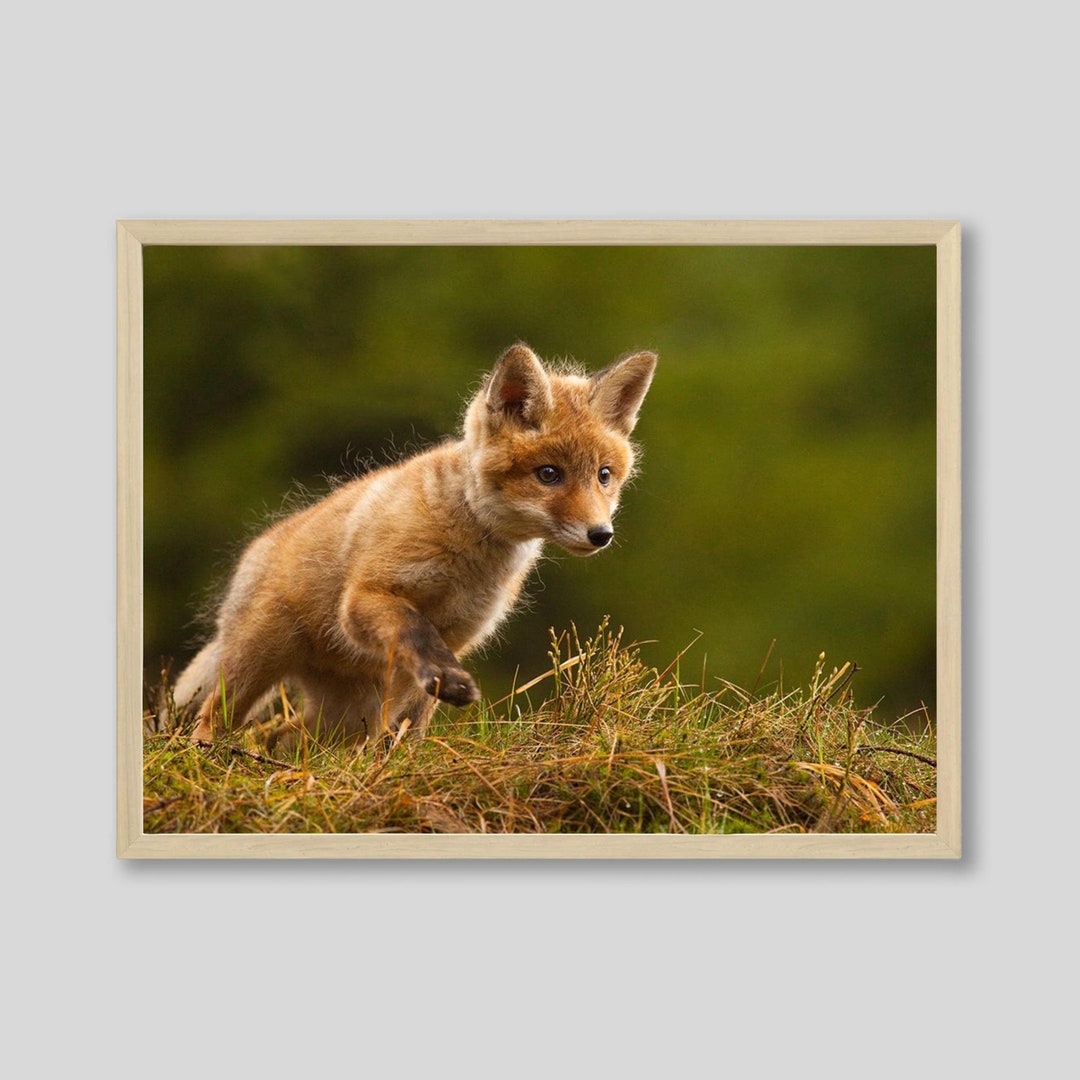 Fox Cub in the Green Forest Nature Photography Print, Autumn Color ...