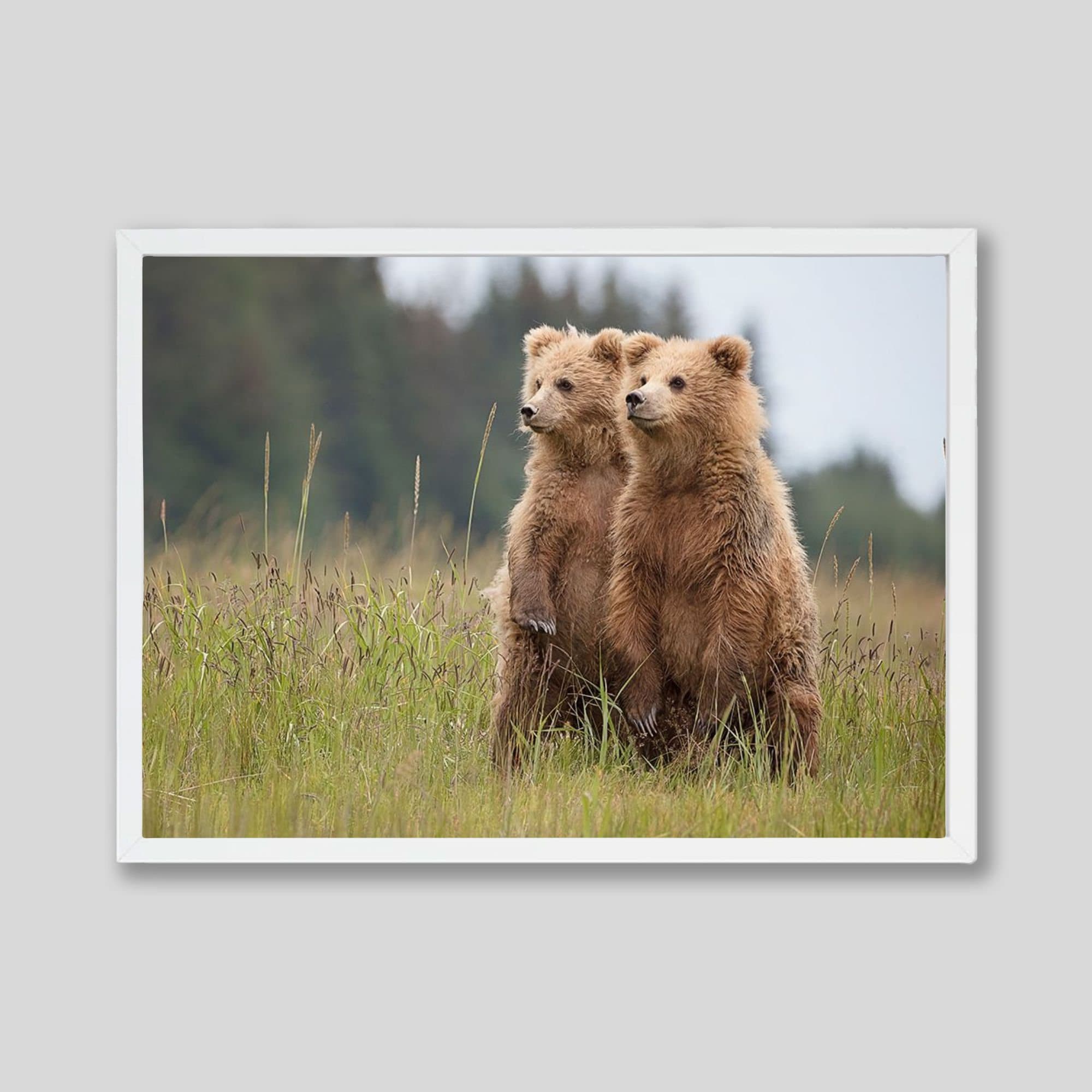 Bear Cubs Standing With Cute Curious Look Wildlife Photography, Nature ...