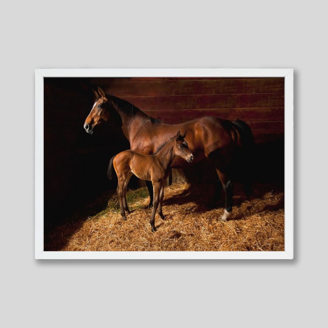Horse Photography Art Print, Brown Mother and Baby Horse Photo, Western ...