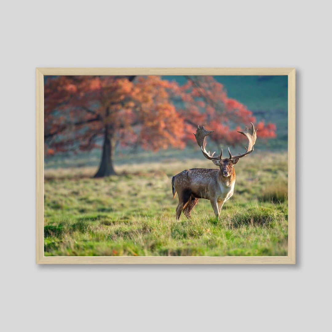 Photo of a Stag in a Fall Country Field, Autumn Wildlife Photography ...