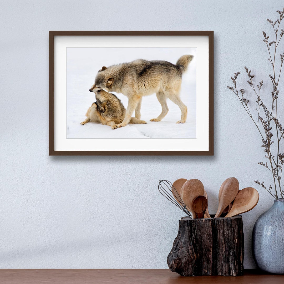 Playful Wolves in Snowy Scene Wildlife Photography Print, Wild Animal ...
