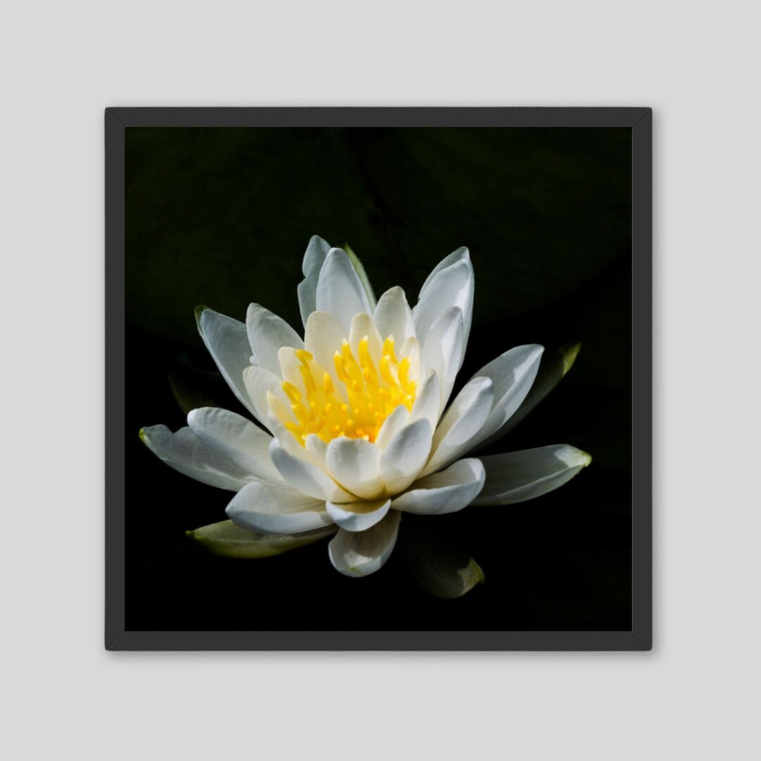 White Water Lilly Art Print, Wooden Framed Artwork, Floral Art Prints ...