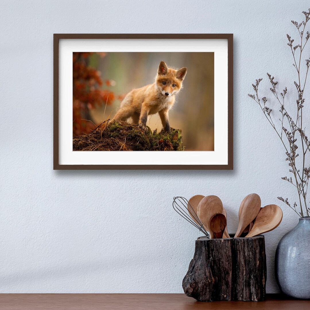 Cute Fox Cub in Woodland Heathers Nature Photography Print, Autumn ...