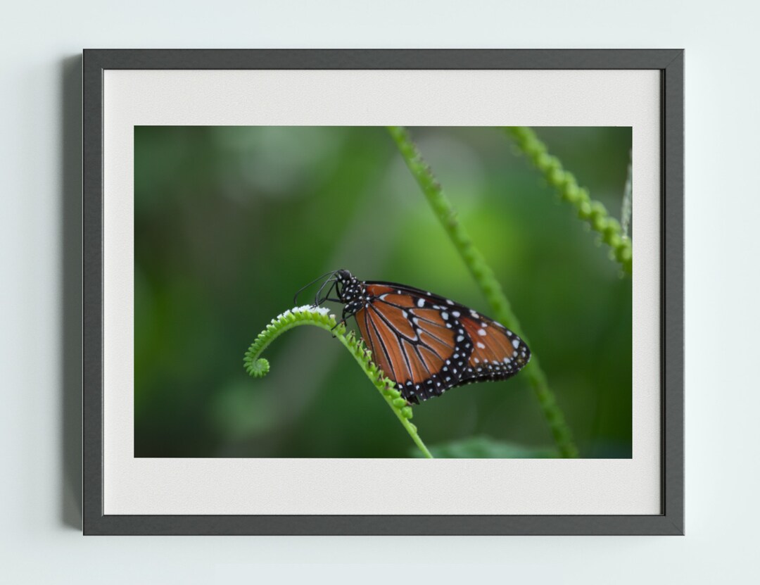 Monarch Butterfly Print | Butterfly Photography | Butterfly Art Print ...