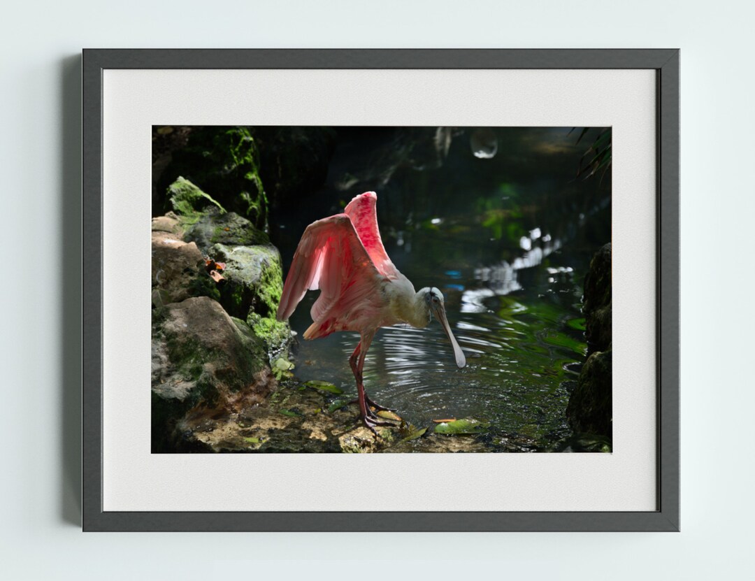 Roseate Spoonbill Digital Photo Print | Roseate Digital Print | Pink ...