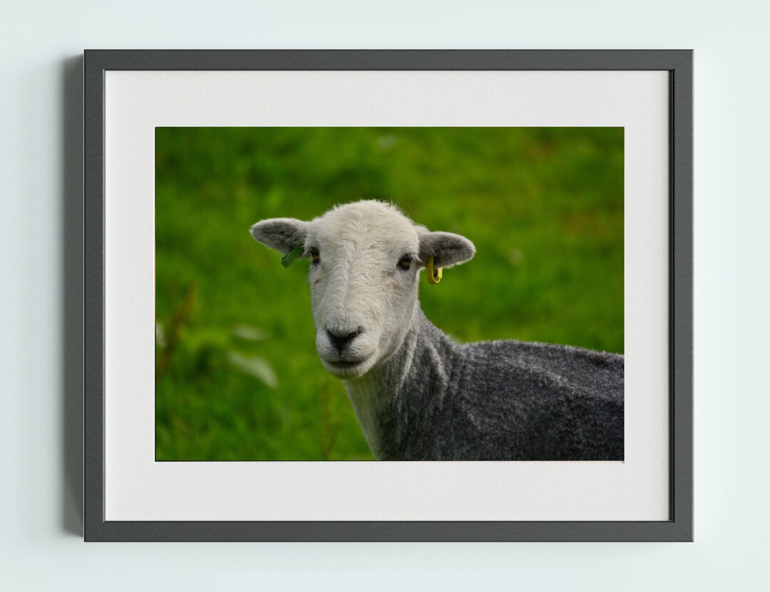 Sheep Photo Print / Sheep Art Print / Sheep Photo Digital Print ...