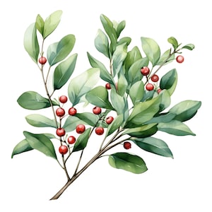 Mistletoe Clipart | 10 JPG | Watercolor Christmas Flower Clipart Jpg ...