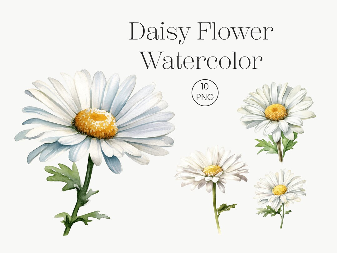 Daisy Flower Clipart 10 Transparent Clipart Images | Spring Flowers ...
