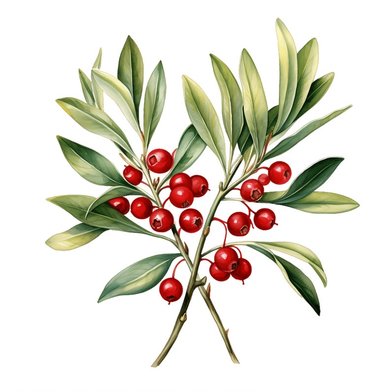 Clipart de gui 10JPG Aquarelle fleur de Noël Clipart jpg téléchargement ...