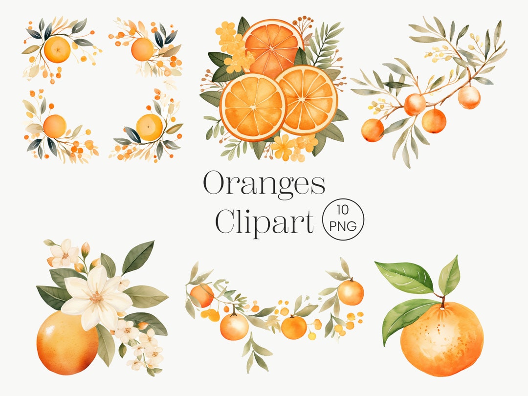 Watercolor Orange Clipart 10 PNG Watercolor Fruit Clipart, Citrus ...