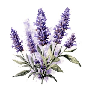 Lavender Clipart Purple Flower Bouquet | 10 High Quality JPG | Provence ...