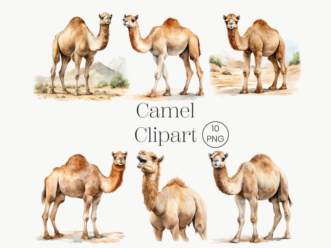 Camel Clipart 10 PNG Watercolor Camel Funny Camel Printable Watercolor ...