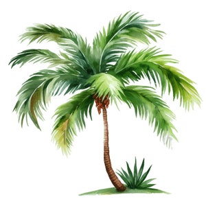Watercolor Palm Trees Clipart: Tropical Summer Designs (digital ...