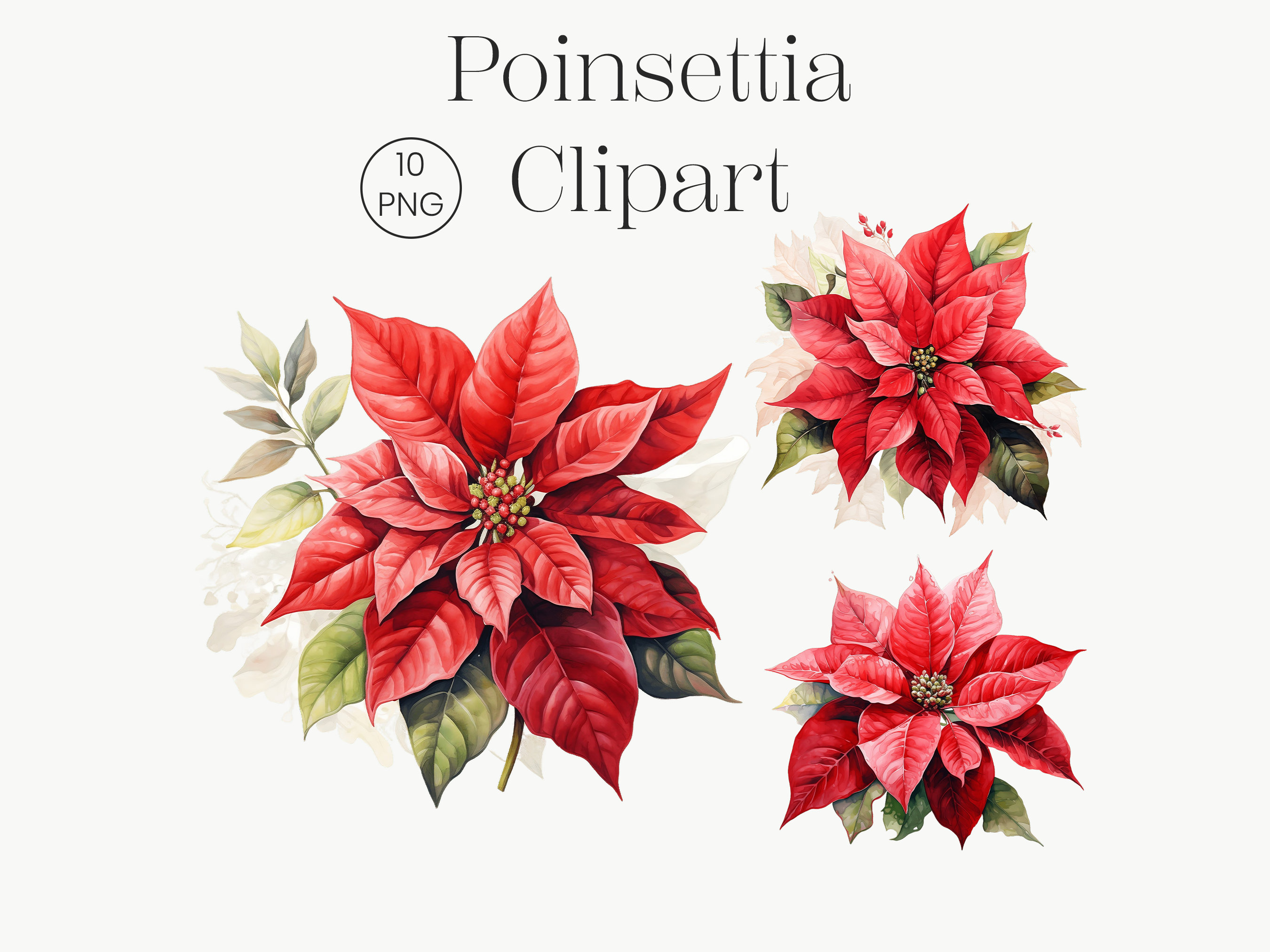 Pooinsettia Clipart