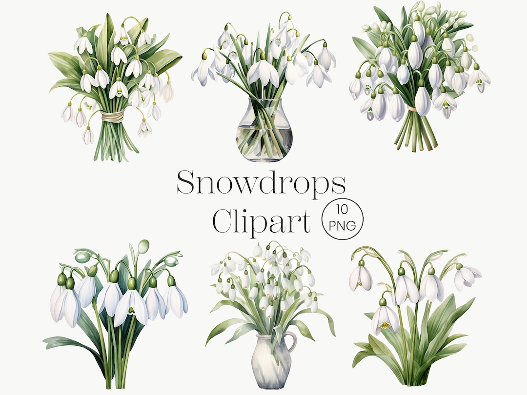 Snowdrop Flower Clipart | 10 PNG | Flower Bouquet, Watercolor Snowdrop ...
