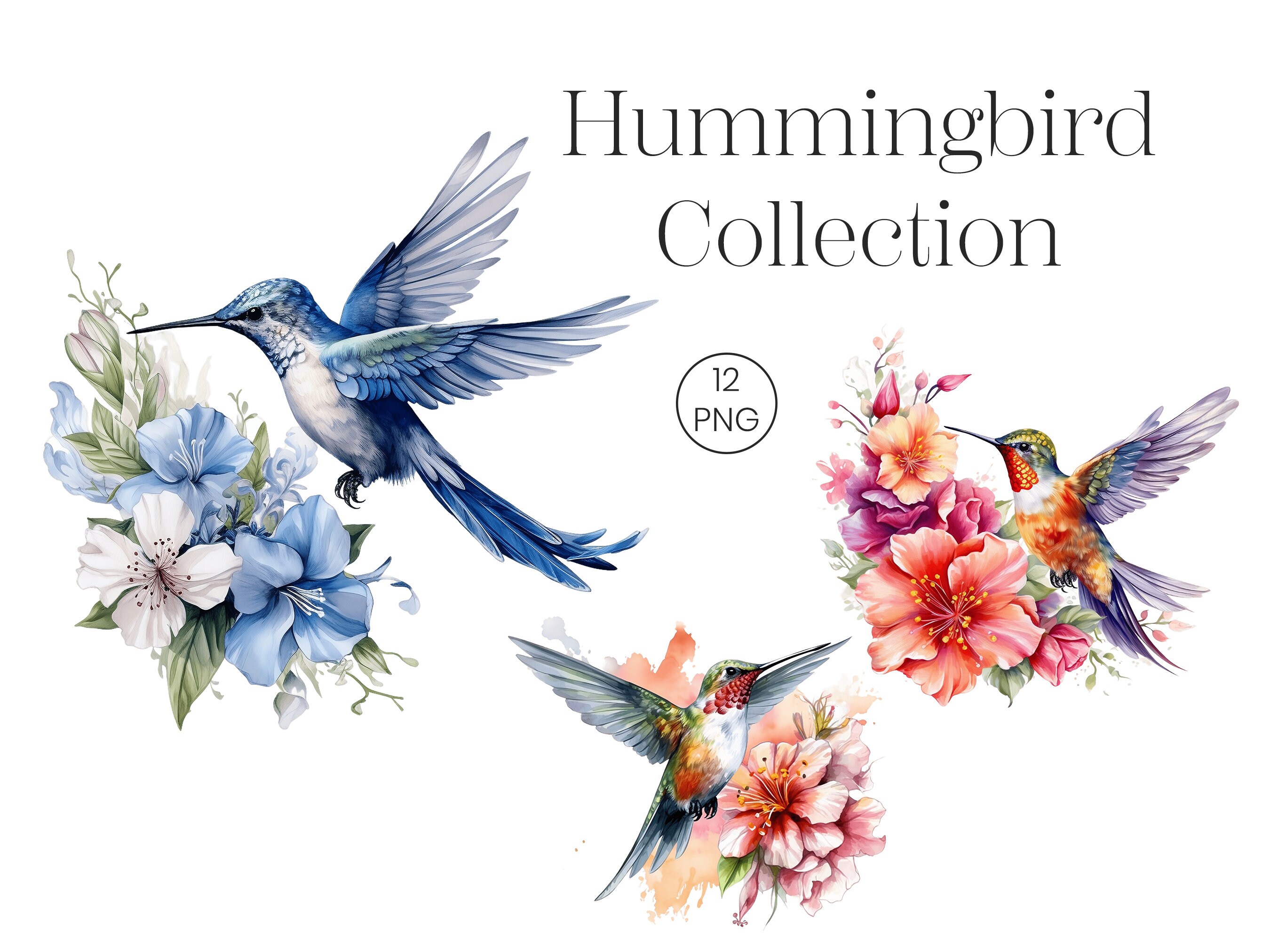 Hummingbird Watercolor Clipart Collection 12 Transparent PNG Digital ...