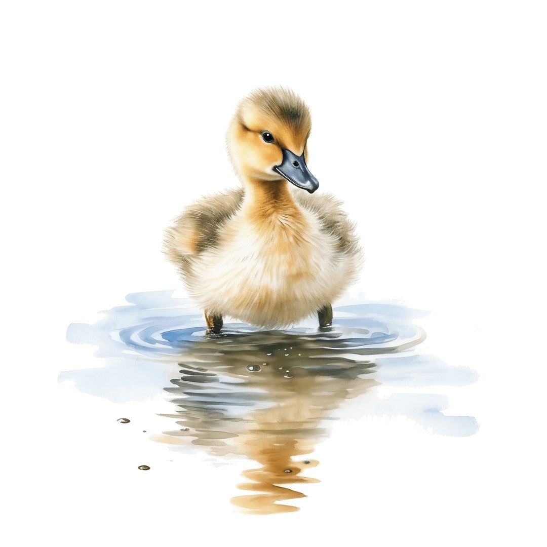 Fluffy Duckling Clipart | 10 High Quality JPG | Cute Animal Clipart ...