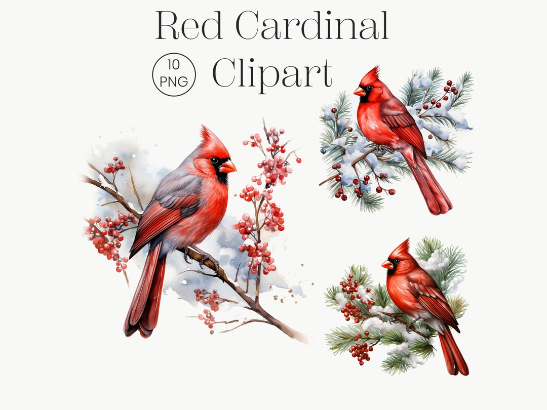 Watercolor Red Cardinal Clipart: Christmas PNG Bundle (digital Download ...
