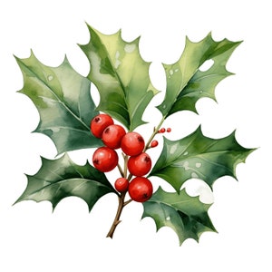 Watercolor Christmas Holly Clipart: Festive Floral JPG (digital ...