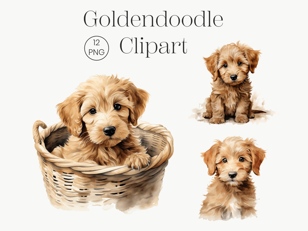 Goldendoodle Clipart | 10 High Quality PNG | Dog PNG Golden Doodle PNG ...