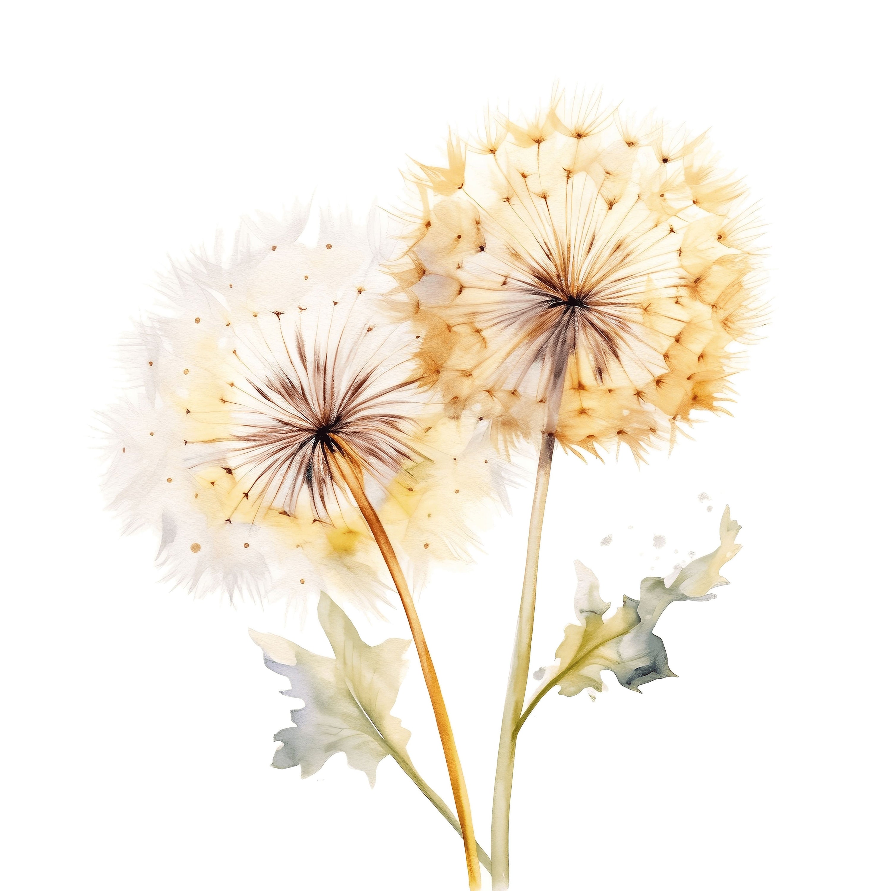 Aquarell Pusteblume Clipart: Botanische Blumen Kunst (Digitaler ...