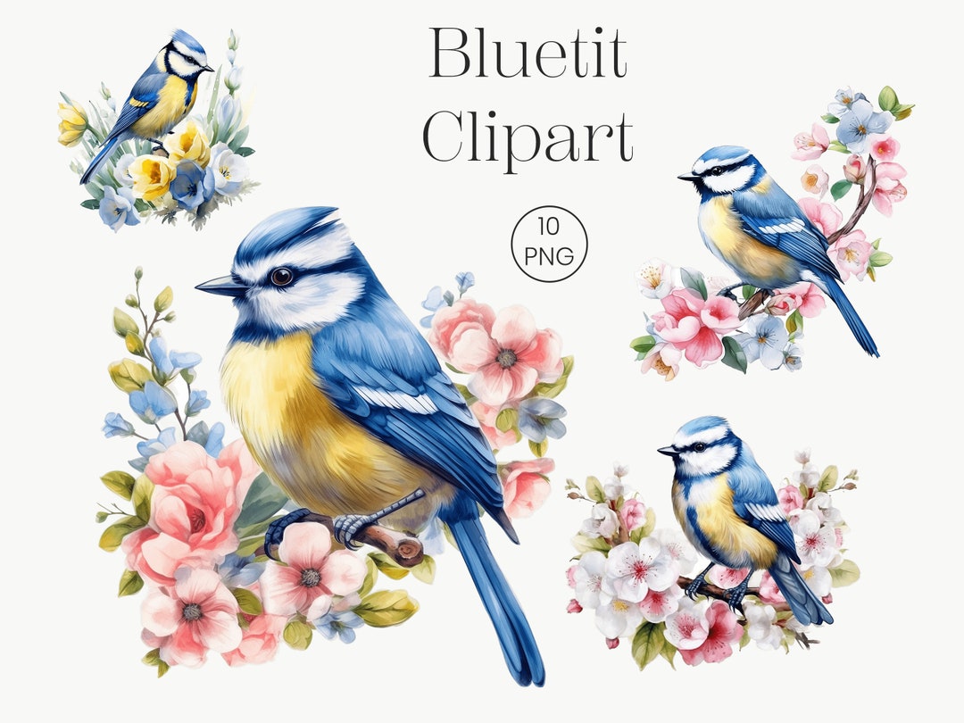 Spring Bird Clipart With Flowers | 10 PNG | Bluetit Clipart Card Making ...
