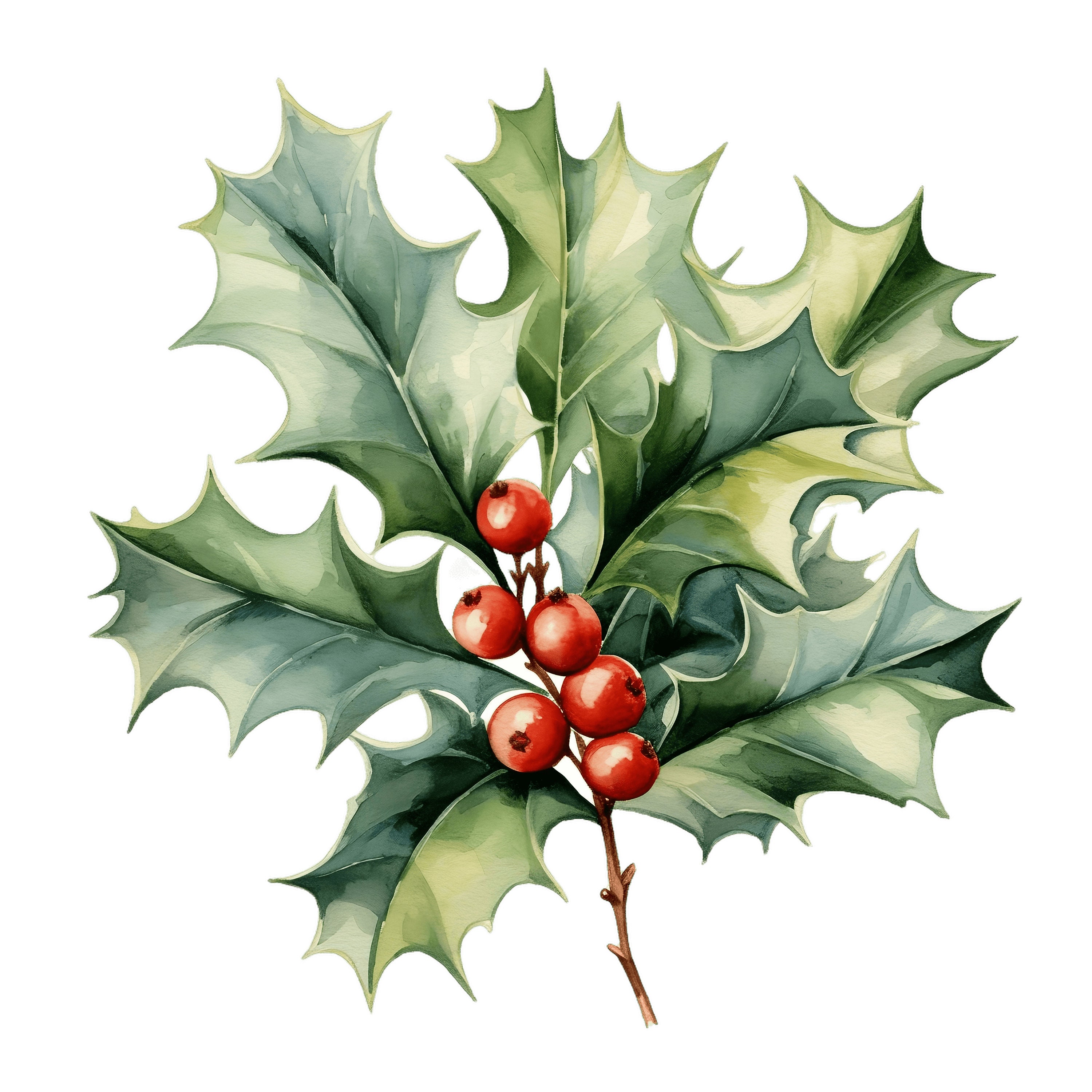 Watercolor Christmas Holly Clipart: Festive Floral JPG (digital ...