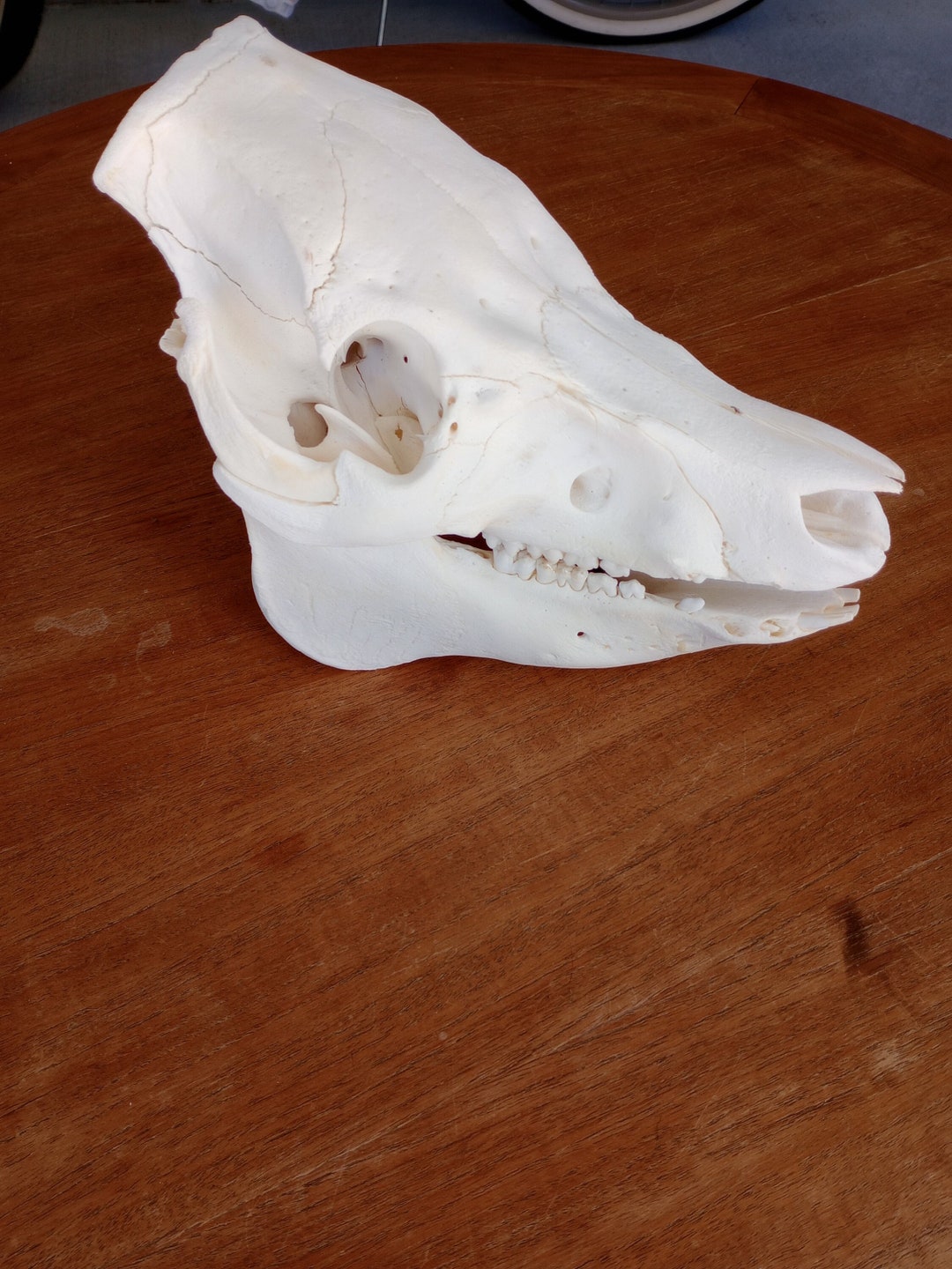 Domestic Pig Skull - Etsy