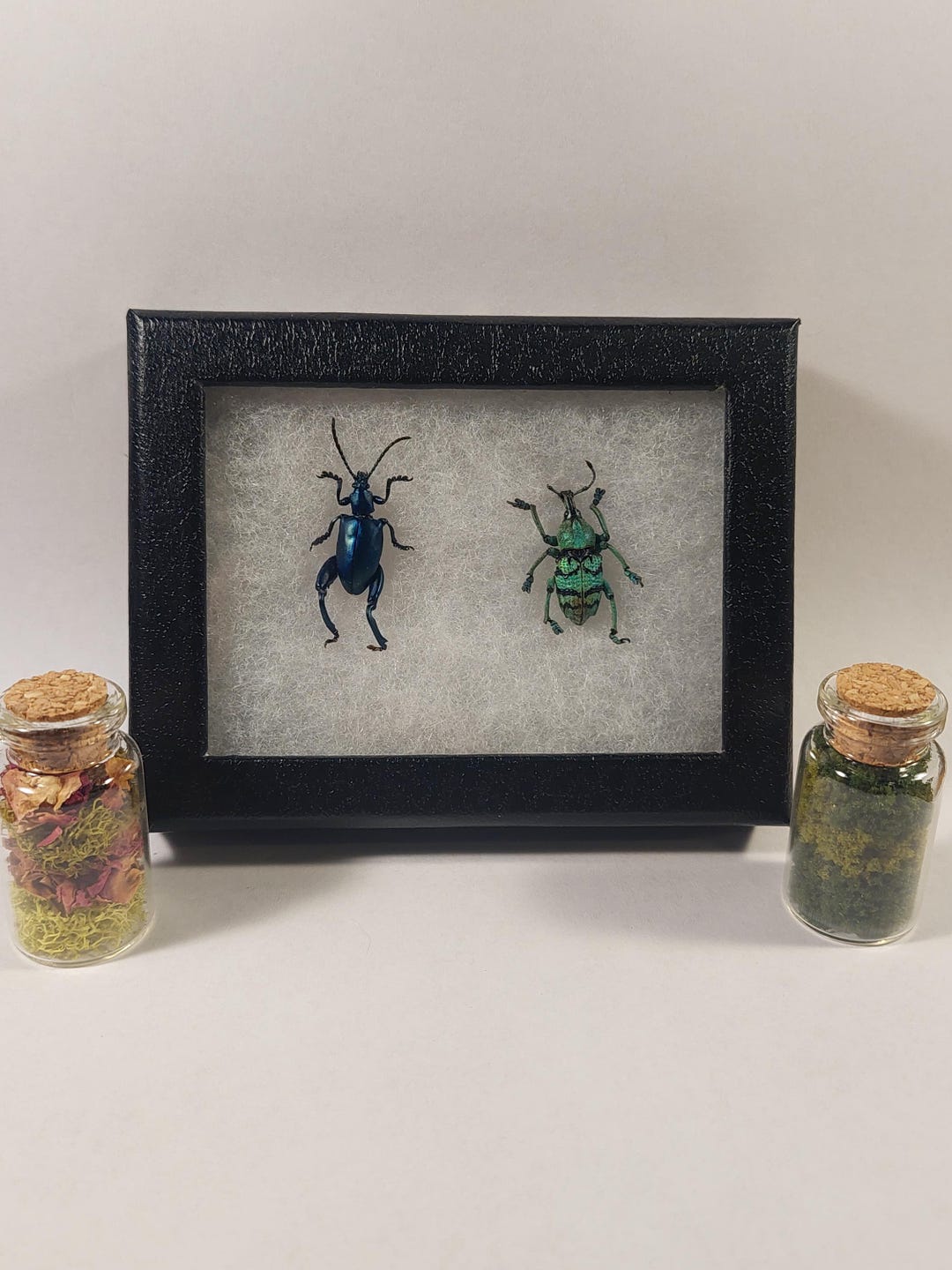 Beetle Taxidermy Weevil and Frog Display - Etsy